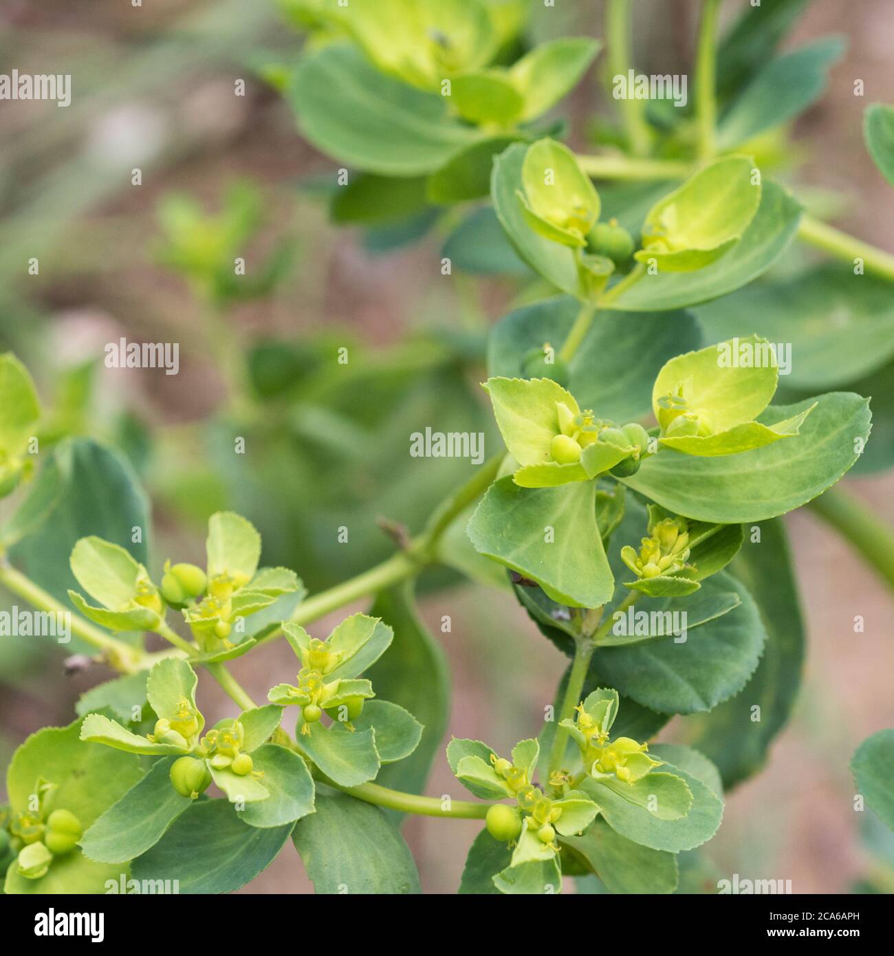 Flowering Sun Spurge / Euphorbia helioscopia in bare ground of potato ...
