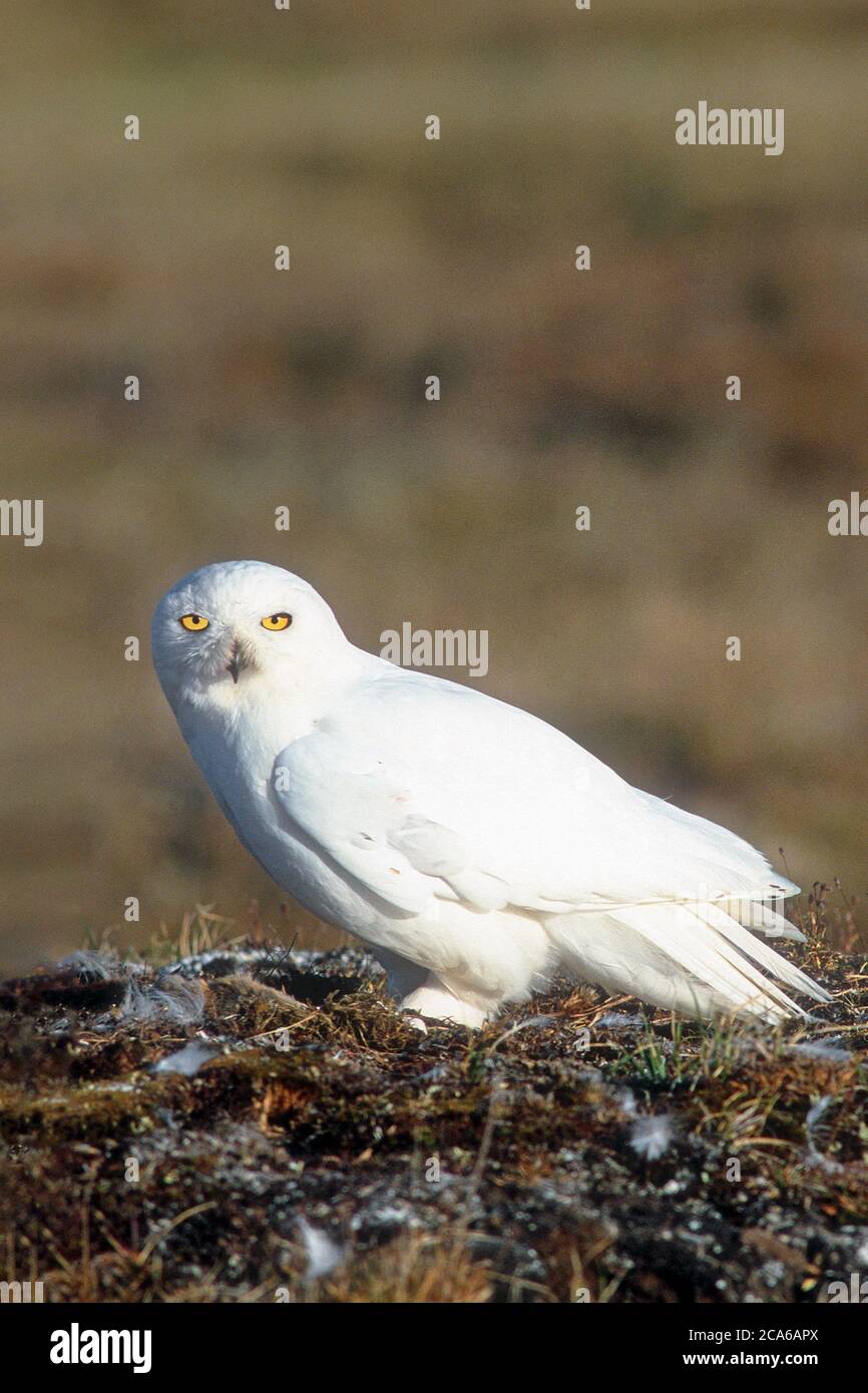 North America; United States; Alaska; Wildlife; Birds; Predatory; Snowy ...
