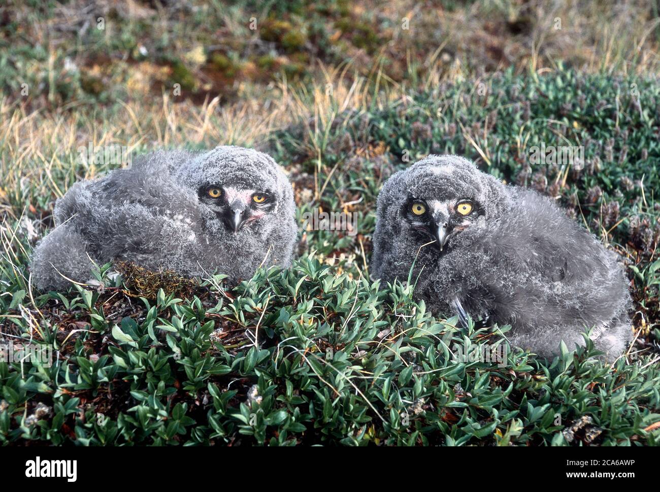 Midnight sun owlets hi-res stock photography and images - Alamy