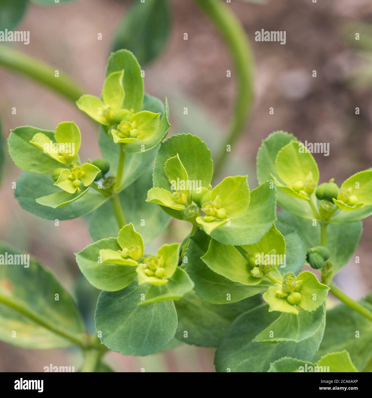 Flowering Sun Spurge / Euphorbia helioscopia in bare ground of potato ...