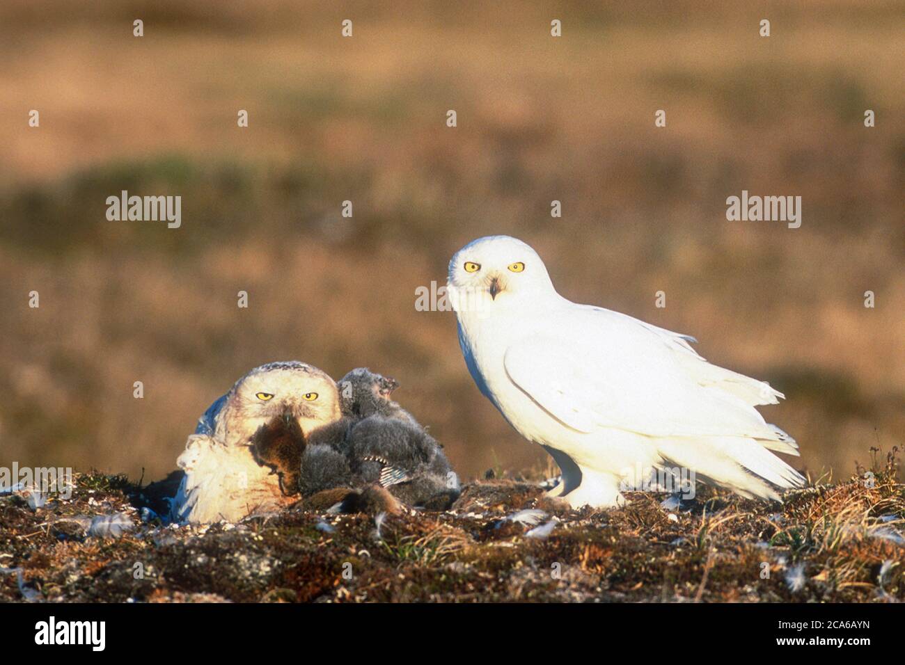 Lemming hi-res stock photography and images - Alamy