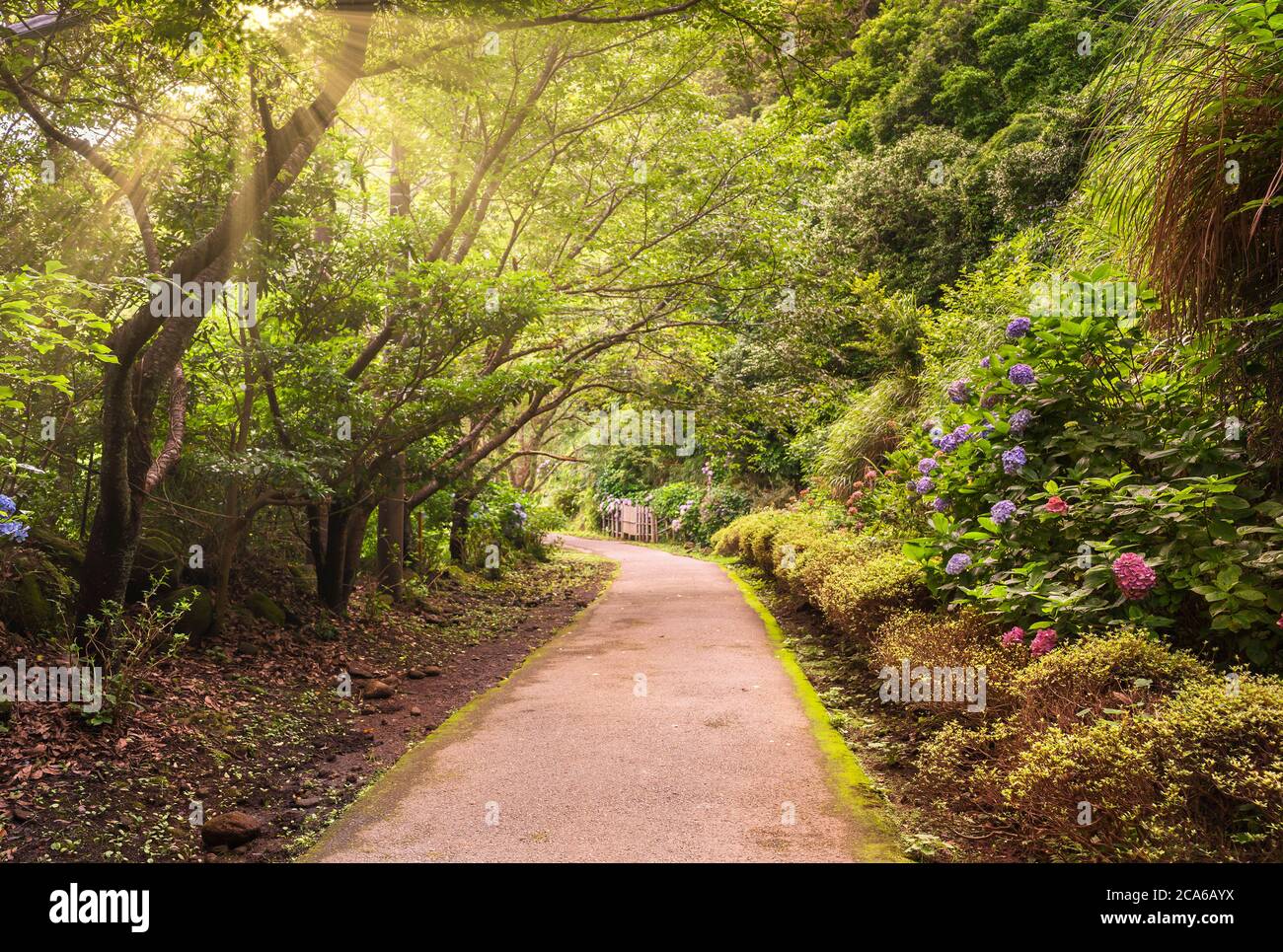 Hydrangea japan forest hi-res stock photography and images - Alamy