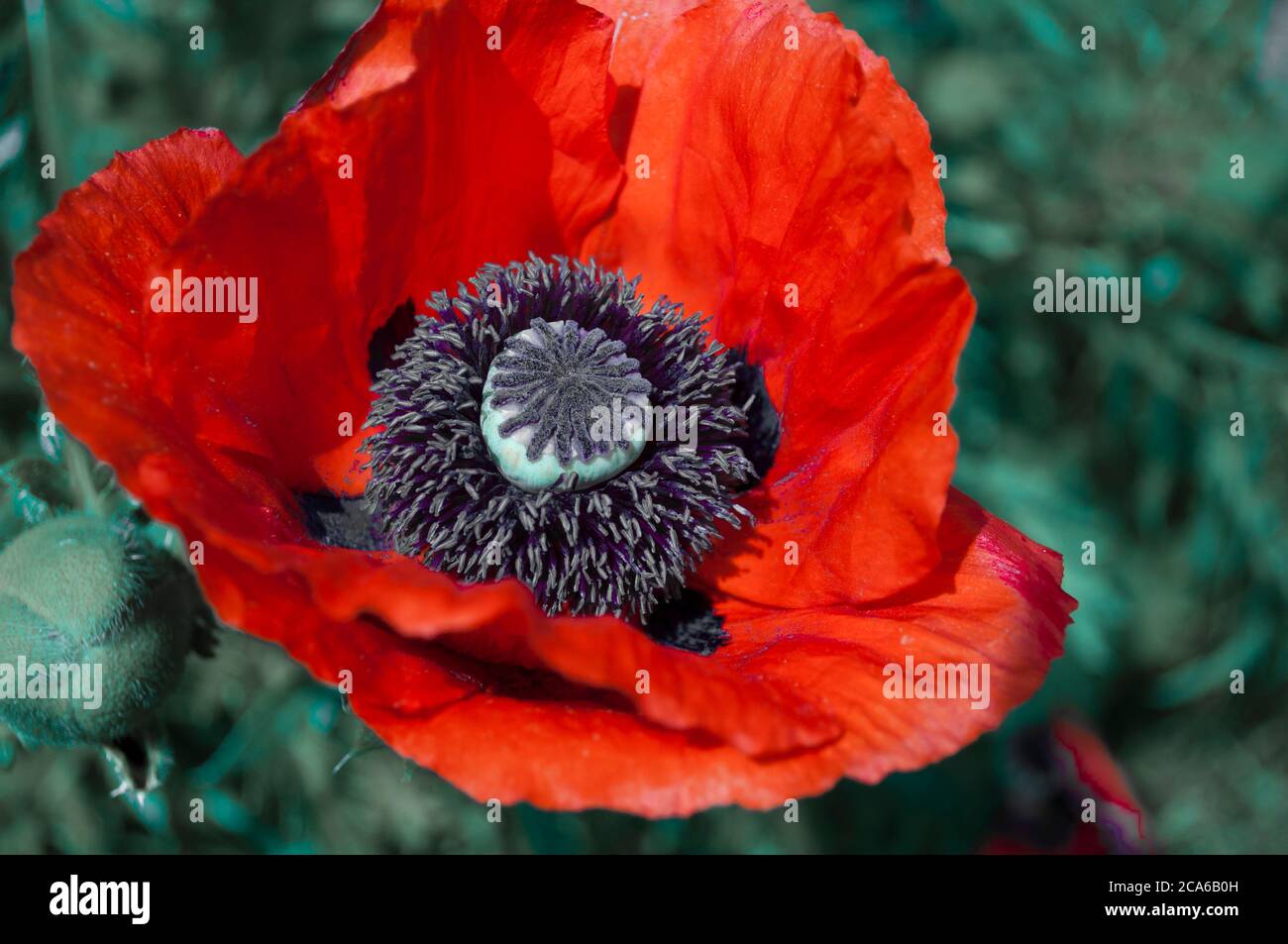 one big red poppy flower with velvet stamens on blurred green ...