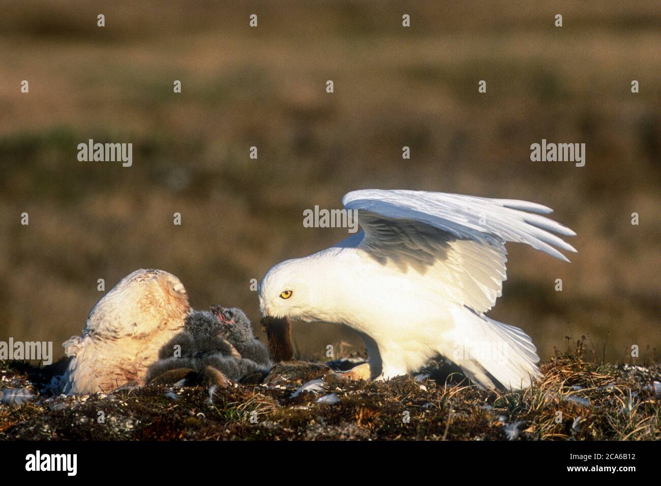 Lemming hi-res stock photography and images - Alamy