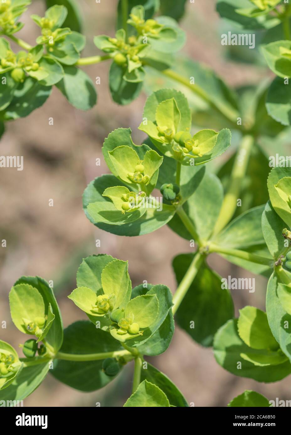 Flowering Sun Spurge / Euphorbia helioscopia in bare ground of potato ...