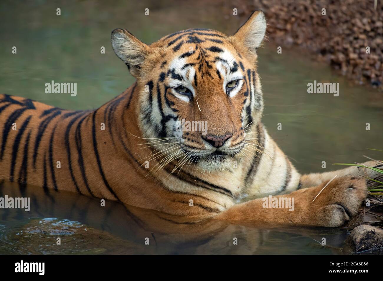 Tiger Relaxing In The Sun High Resolution Stock Photography and Images ...