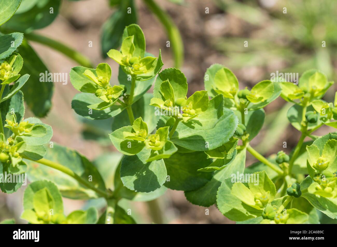 Flowering Sun Spurge / Euphorbia helioscopia in bare ground of potato ...