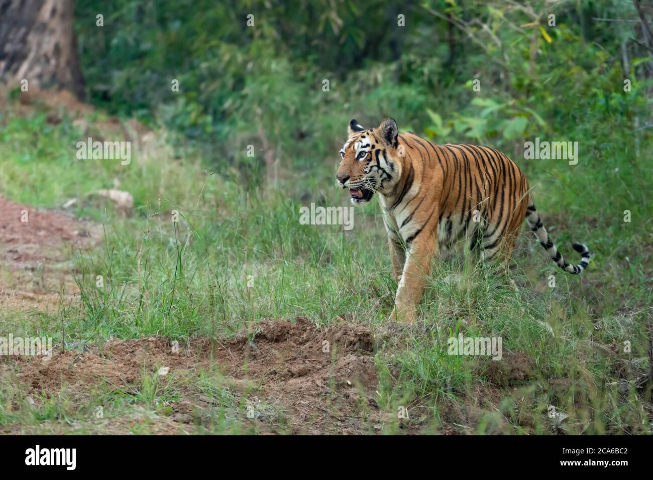 Tiger Walking in the Wild Stock Photo - Alamy