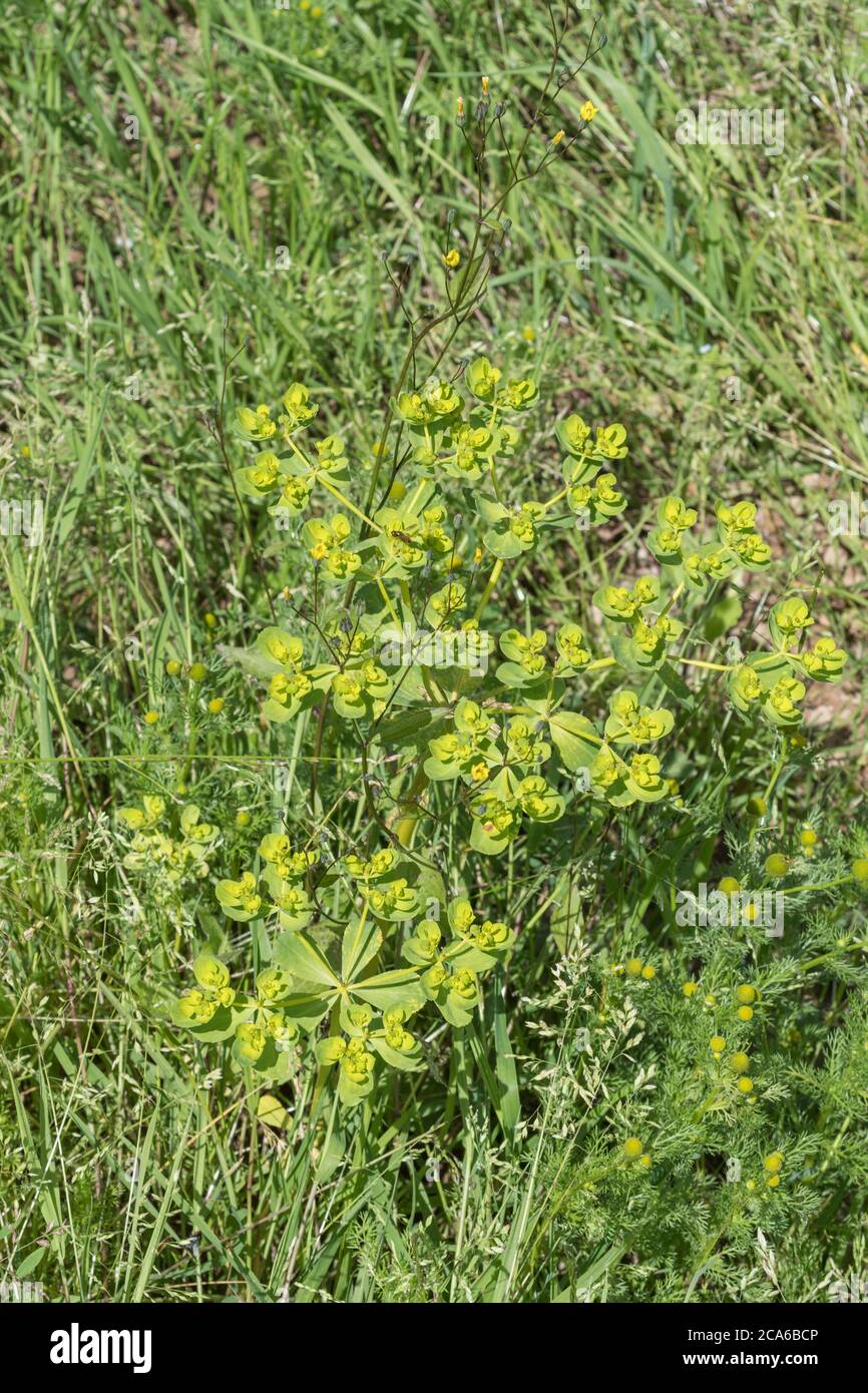 Flowering Sun Spurge / Euphorbia helioscopia in bare ground of potato ...