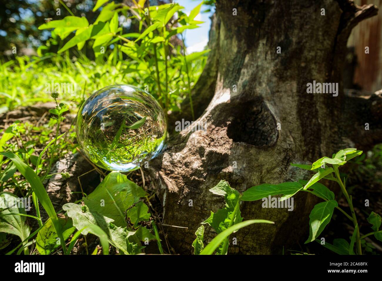 Fortune tellers magic glass crystal ball in nature Stock Photo - Alamy