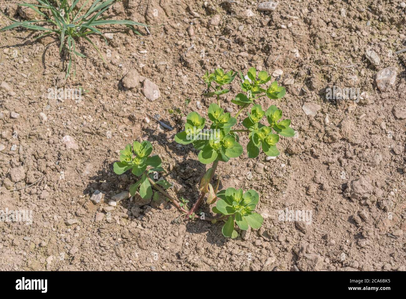 Flowering Sun Spurge / Euphorbia helioscopia in bare ground of potato ...