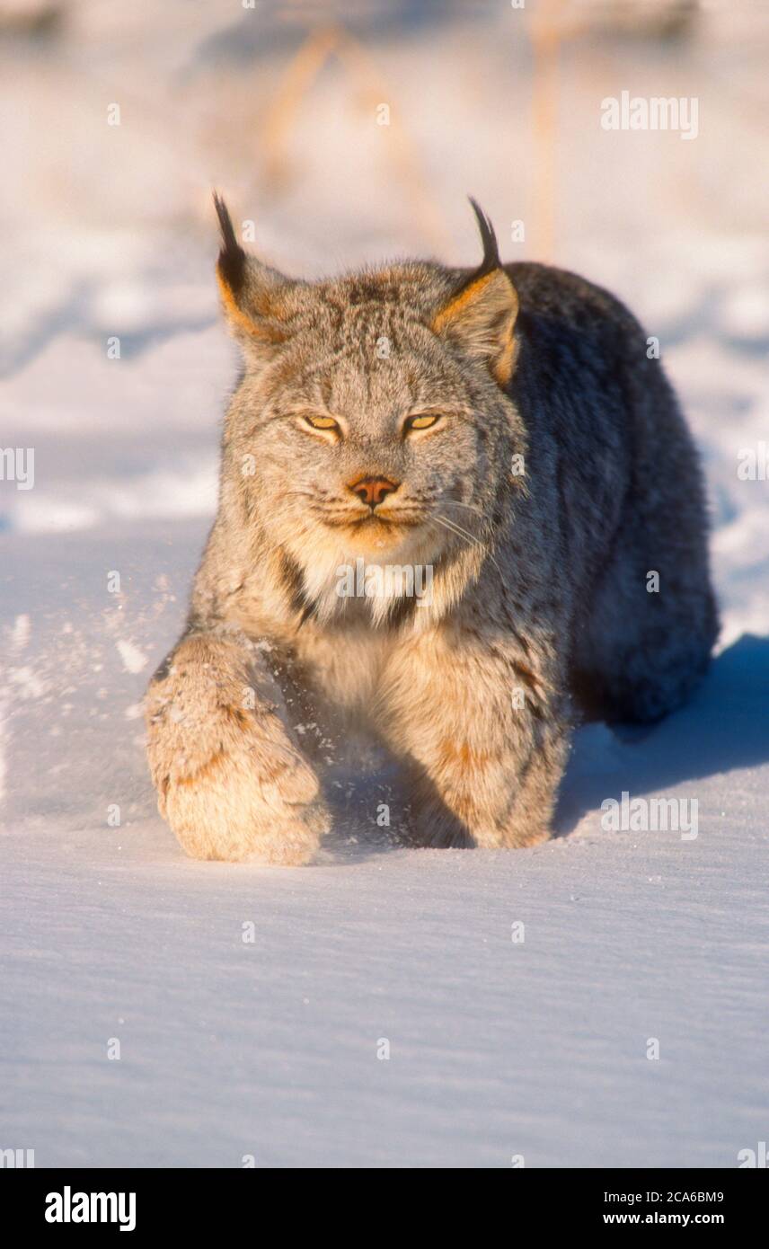 Alaska lynx hi-res stock photography and images - Alamy