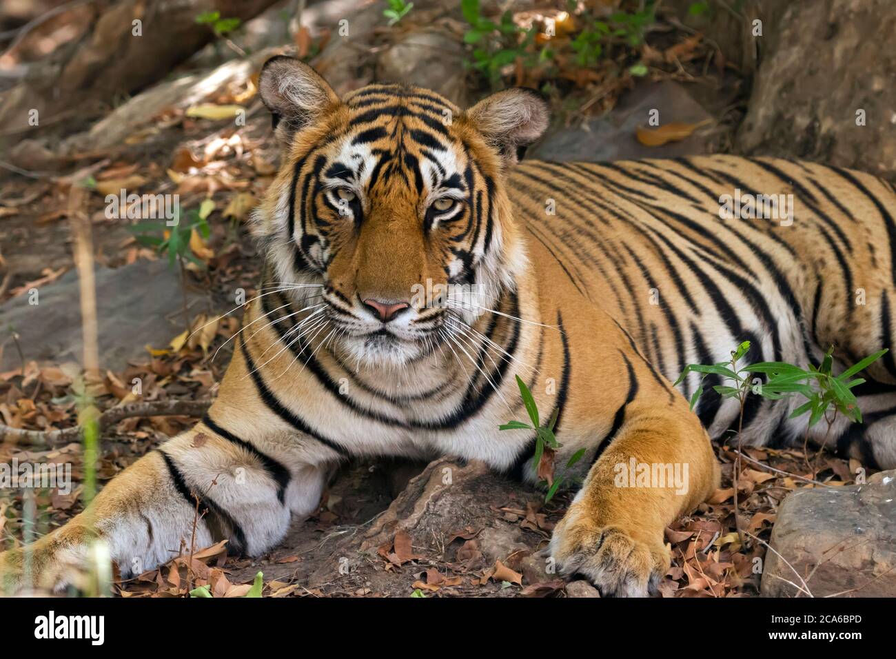 Tiger in the Wild Stock Photo - Alamy