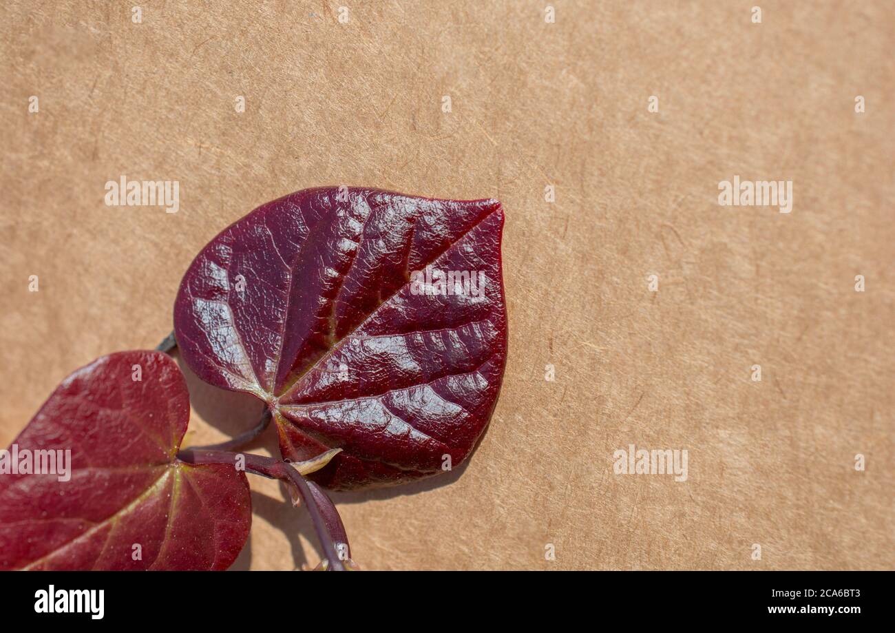 Leaves in hand over a notebook page Stock Photo - Alamy