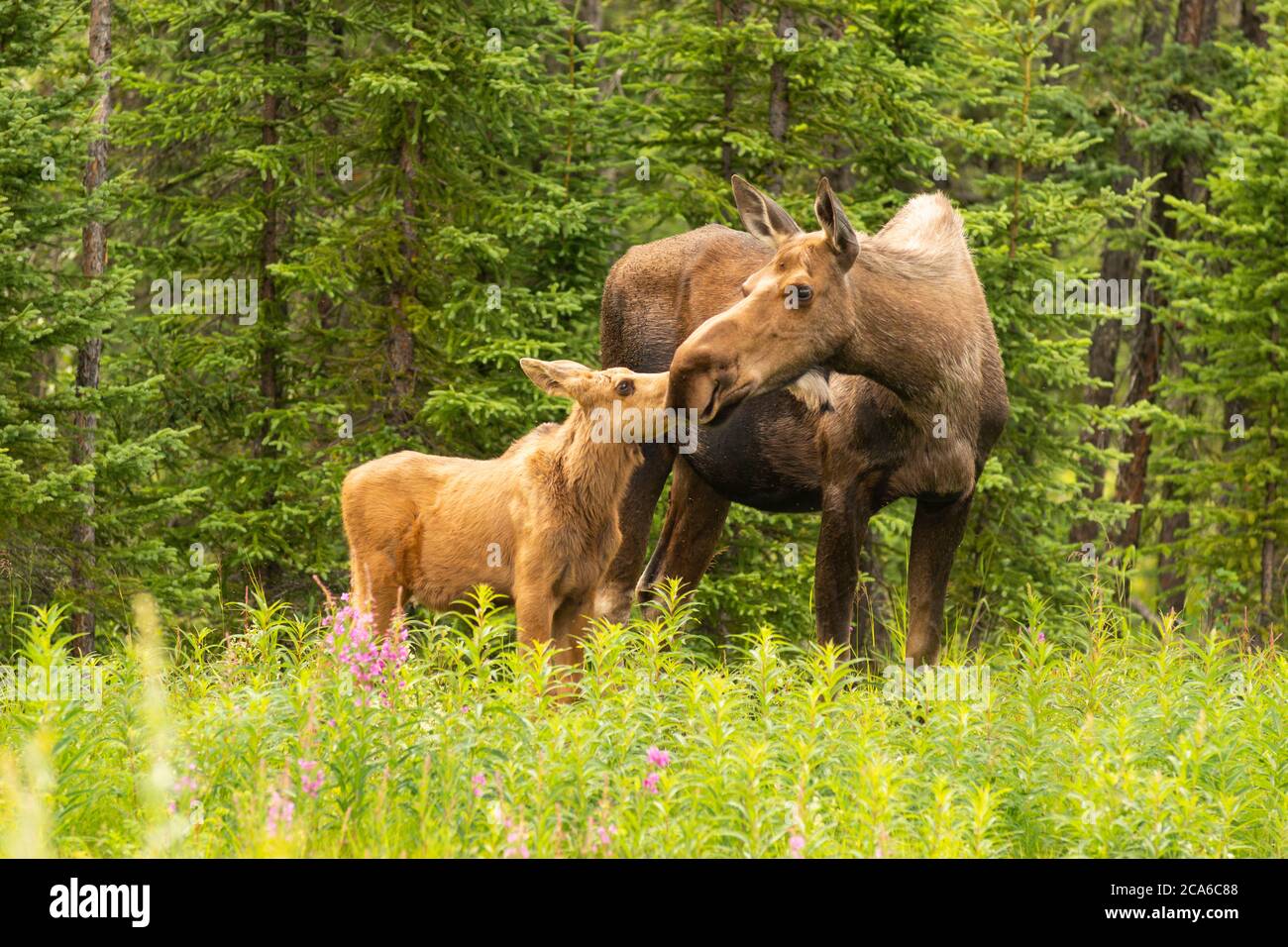 Moose Cow with Calf a the edge of the forest Stock Photo - Alamy