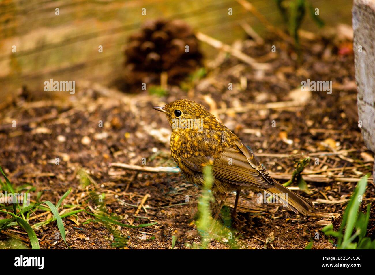 Juvenile robin hi-res stock photography and images - Alamy