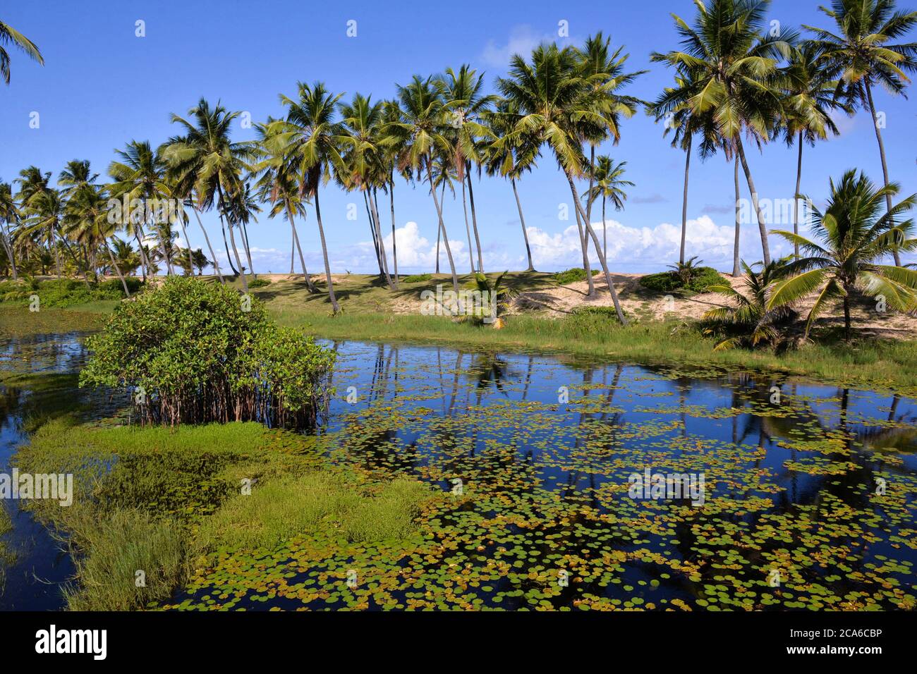 Brazilian palm tree hi-res stock photography and images - Alamy