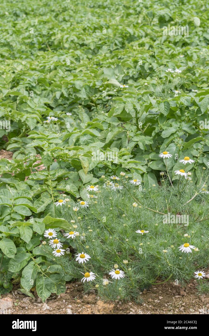 Flowering Scentless Mayweed / Tripleurospermum inodorum in a field of ...