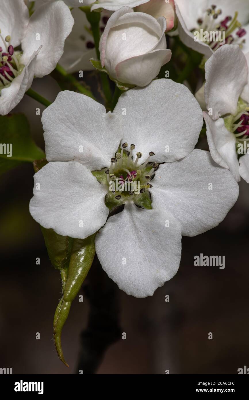 Flowering Callery Pear (Pyrus calleryana 'Capital' Stock Photo - Alamy
