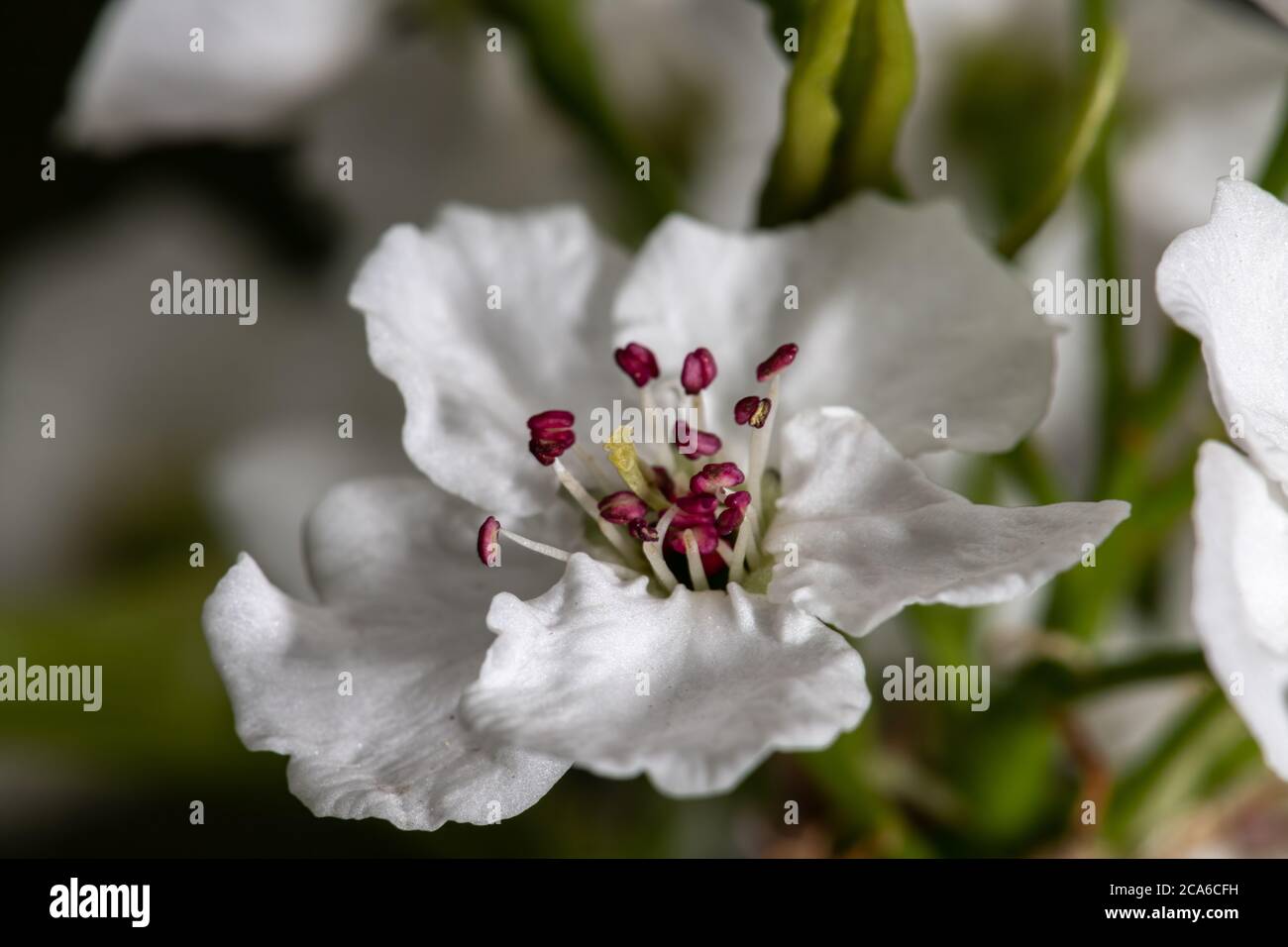 Flowering Callery Pear (Pyrus calleryana 'Trinity' Stock Photo - Alamy