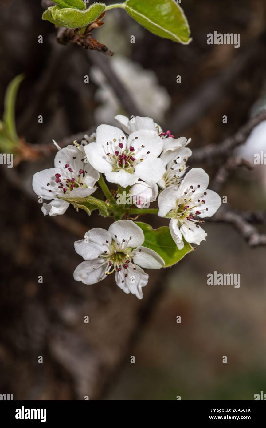 Blooming bradford pear tree hi-res stock photography and images - Alamy
