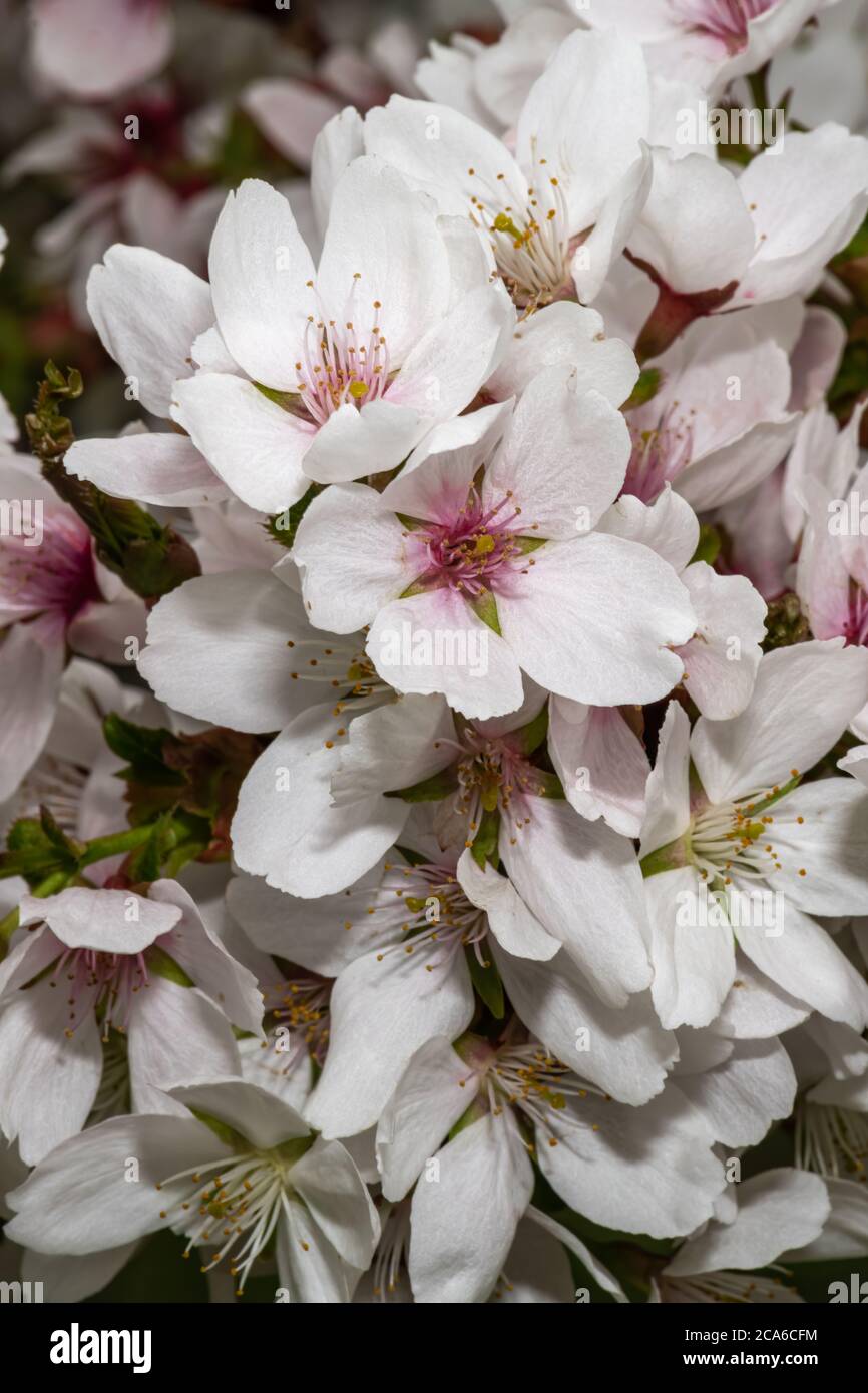 Japanese Flowering Cherry (Prunus ‘Berry’ Cascade Snow' Stock Photo - Alamy