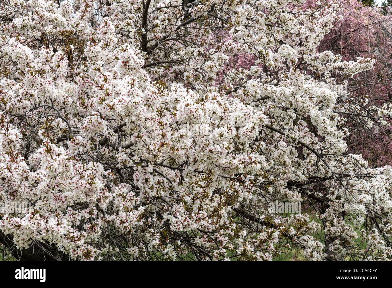 Japanese Flowering Cherry (Prunus ‘Berry’ Cascade Snow' Stock Photo - Alamy