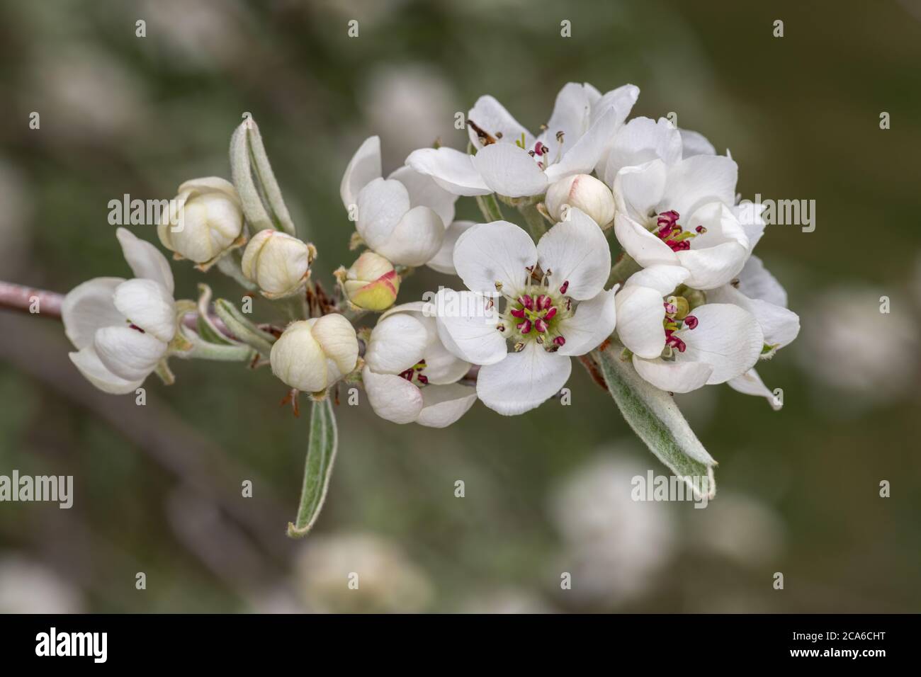 Flowers of Weeping Willow-Leafed Pear (Pyrus salicifolia 'Pendula ...