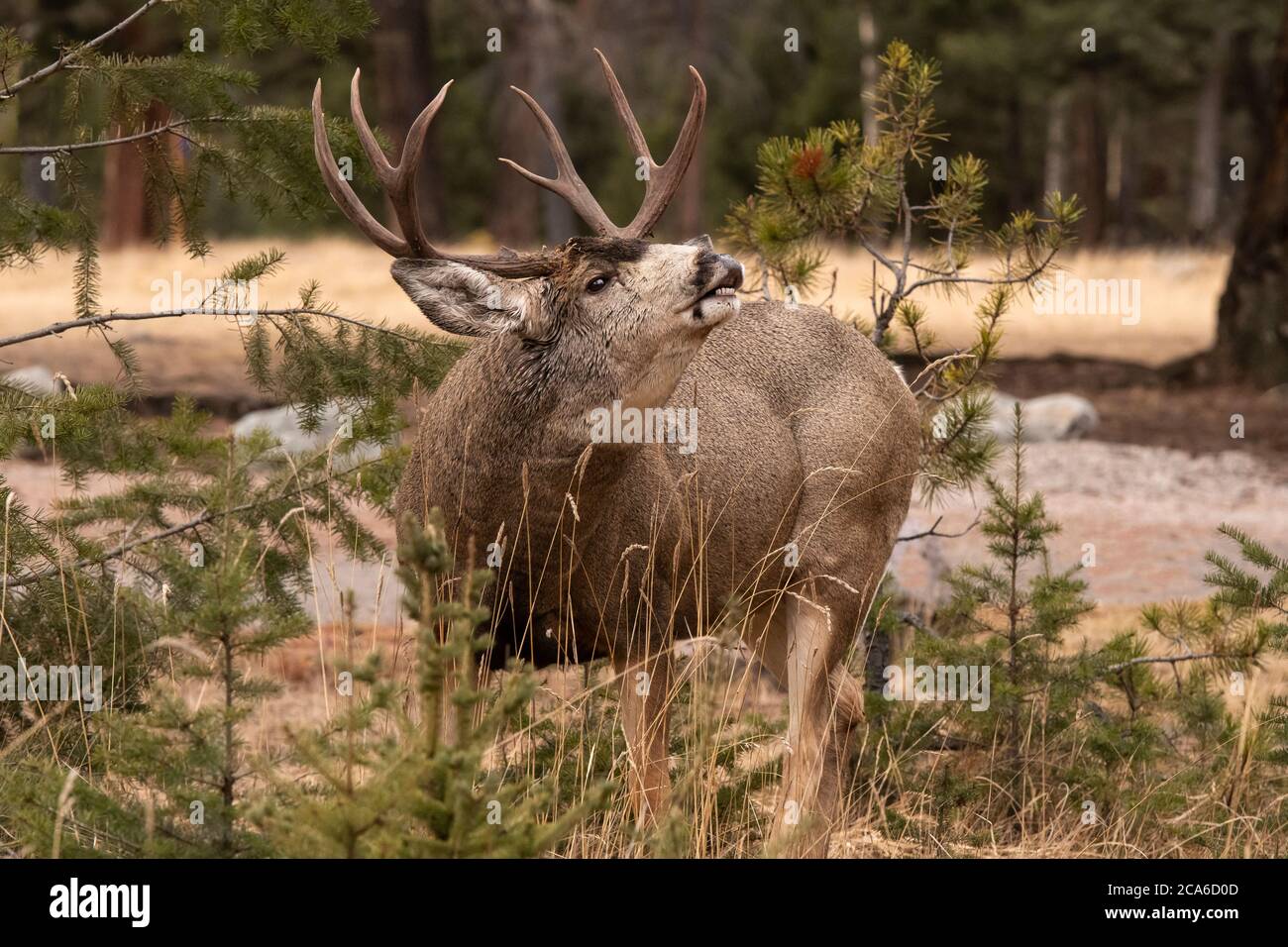 Mule Deer, Jasper National Park, Canada Stock Photo - Alamy
