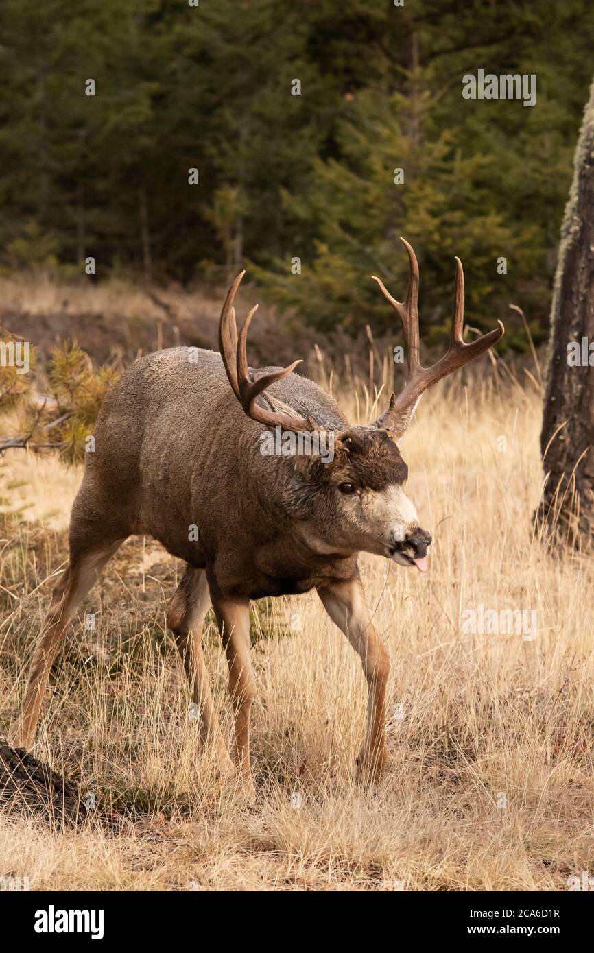 Mule Deer, Jasper National Park, Canada Stock Photo - Alamy