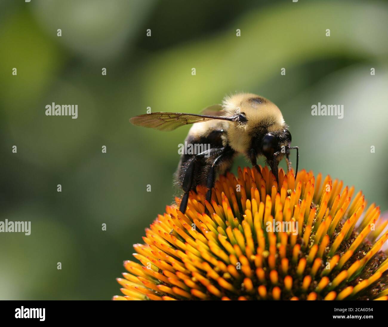 A bee having a snack on a cone flower Stock Photo - Alamy