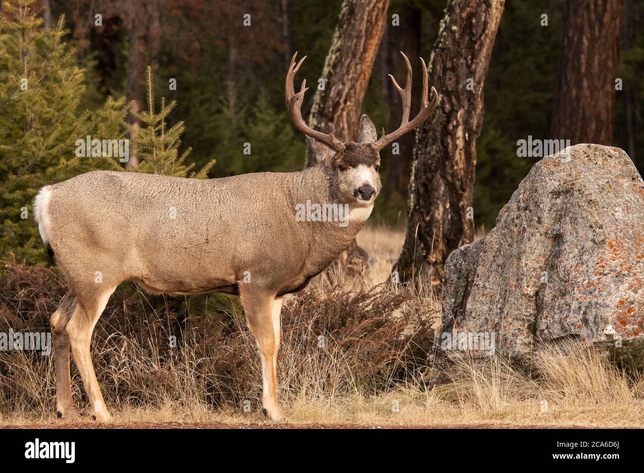 Mule Deer, Jasper National Park, Canada Stock Photo - Alamy