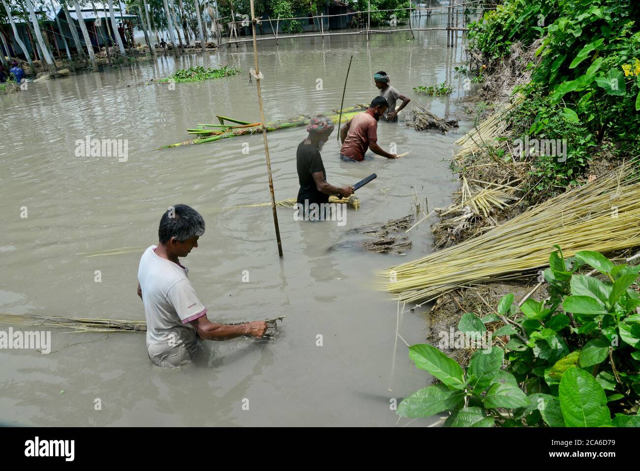 Farmers washing jute in water in Jamalpur Districtc outstrikt of Dhaka, Bangladesh, on August 4 ...