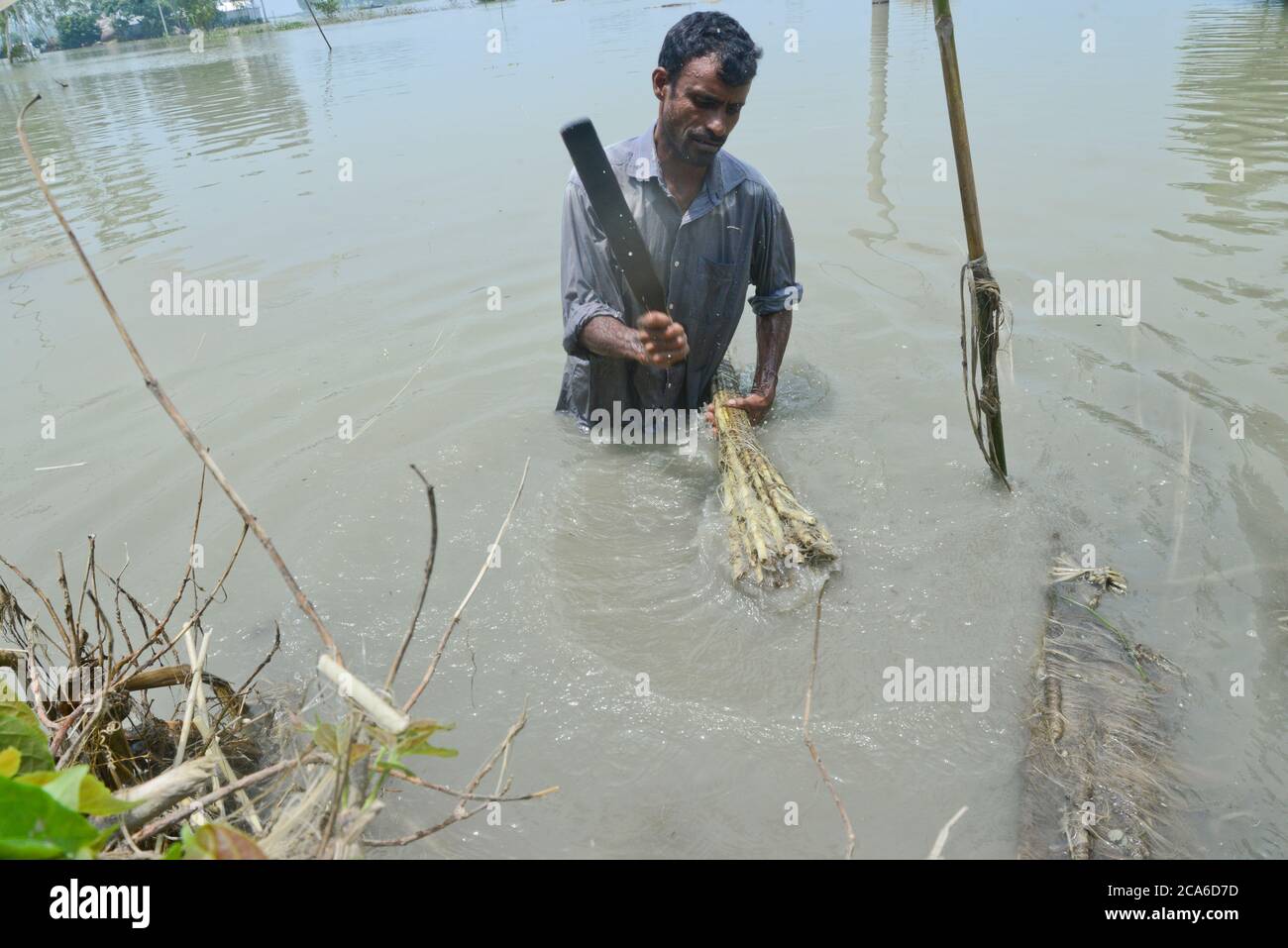 Farmers washing jute in water in Jamalpur Districtc outstrikt of Dhaka, Bangladesh, on August 4 ...