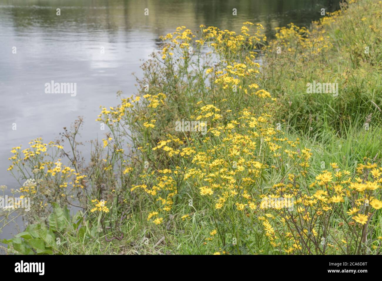 Flowering Marsh Ragwort, Water Ragwort / Senecio aquaticus. Member of ...