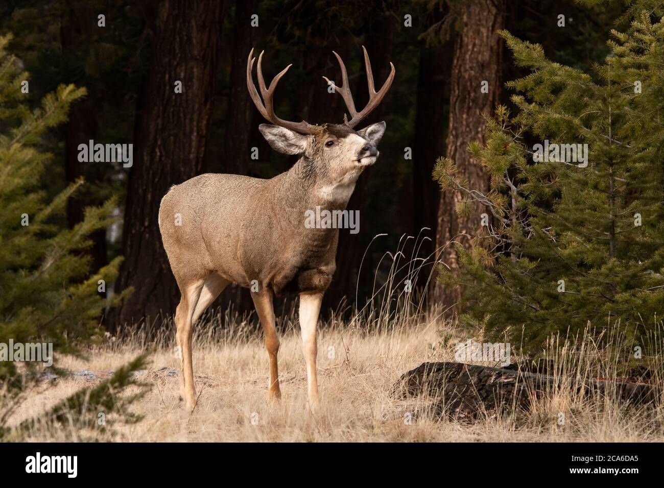 Mule Deer, Jasper National Park, Canada Stock Photo - Alamy