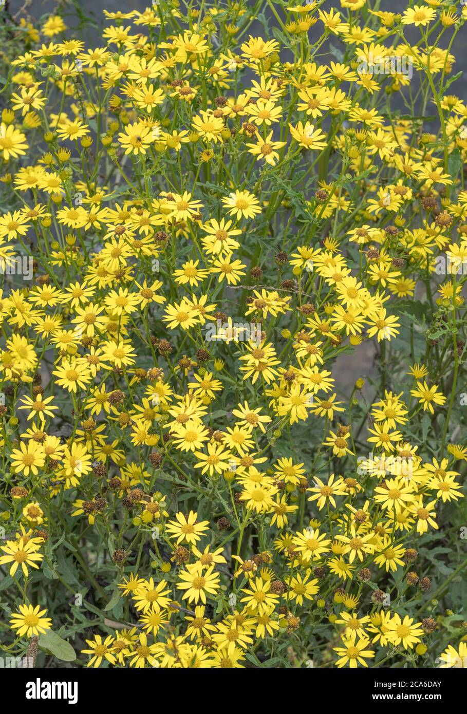 Flowering Marsh Ragwort, Water Ragwort / Senecio aquaticus. Member of ...