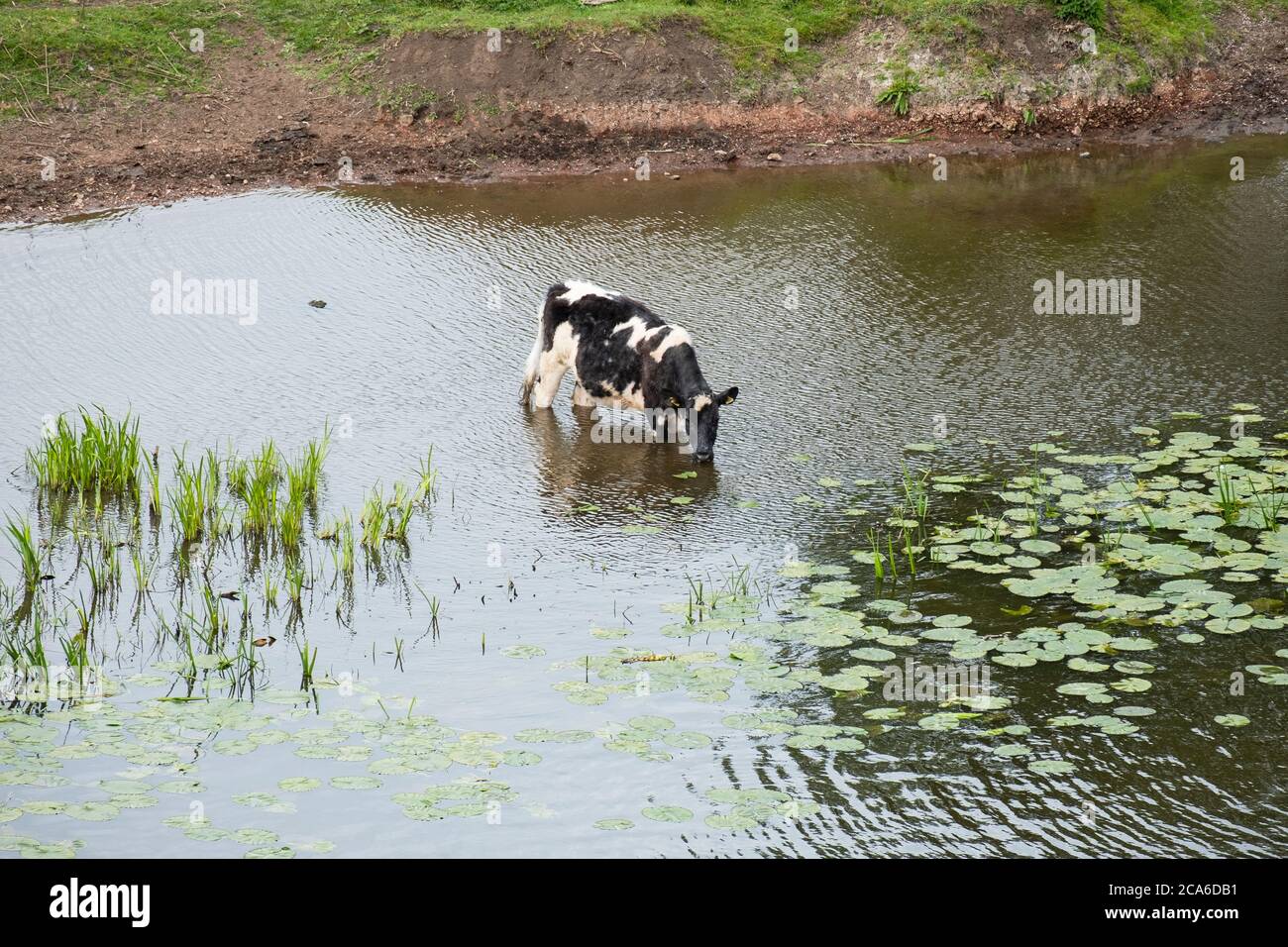 Grazing cattle drinking river hi-res stock photography and images - Alamy