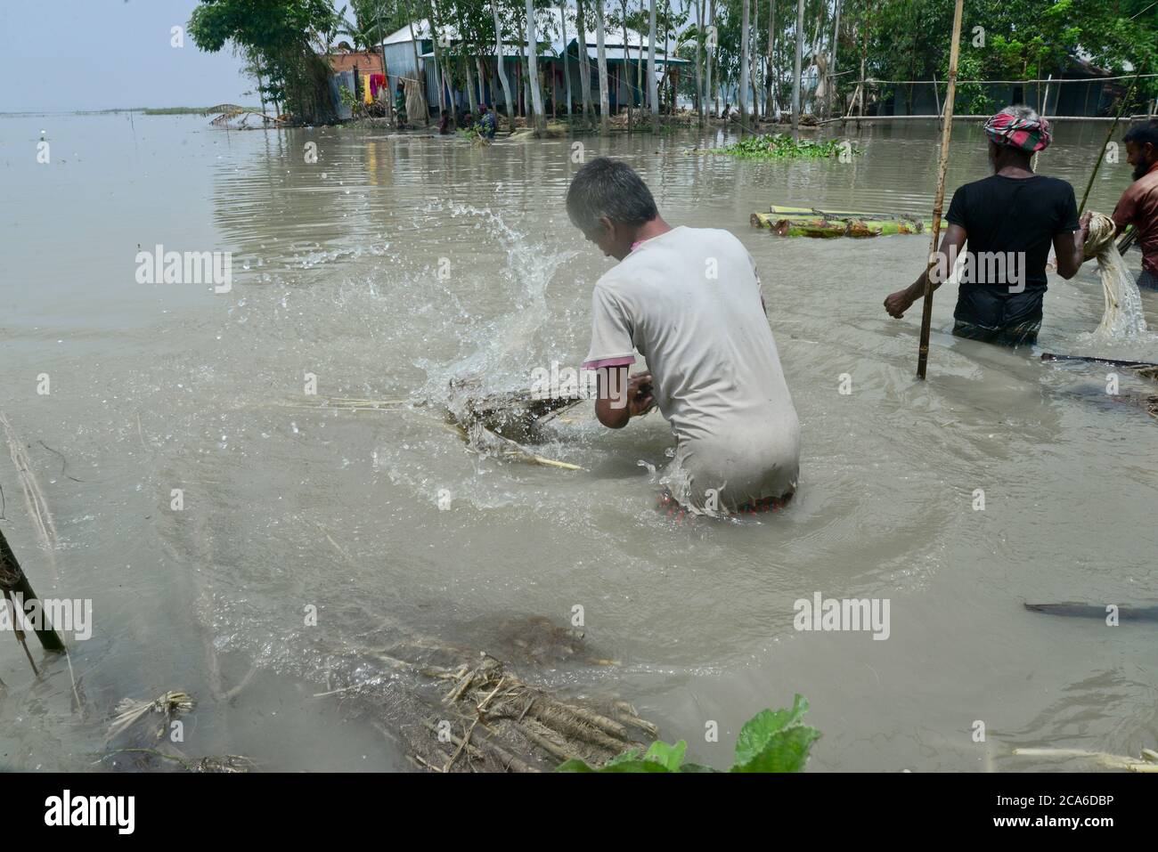 Farmers washing jute in water in Jamalpur Districtc outstrikt of Dhaka ...