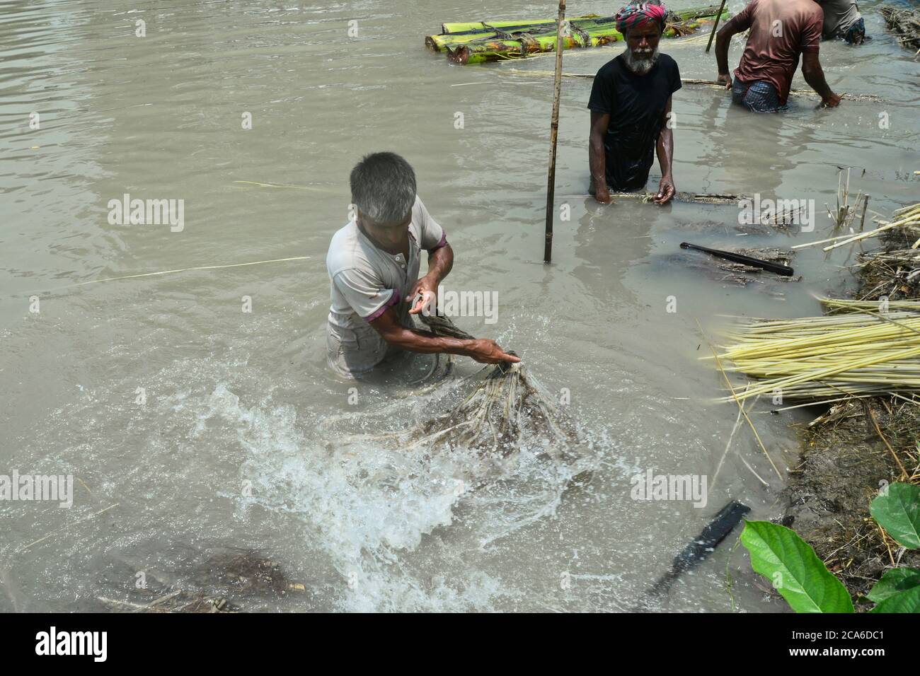 Farmers washing jute in water in Jamalpur Districtc outstrikt of Dhaka, Bangladesh, on August 4 ...
