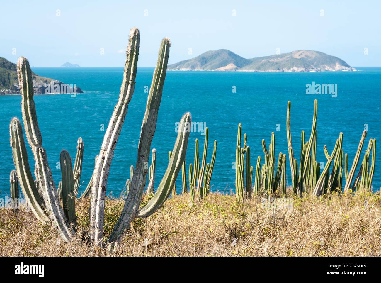 Pilosocereus Ulei Cactus High Resolution Stock Photography and Images ...