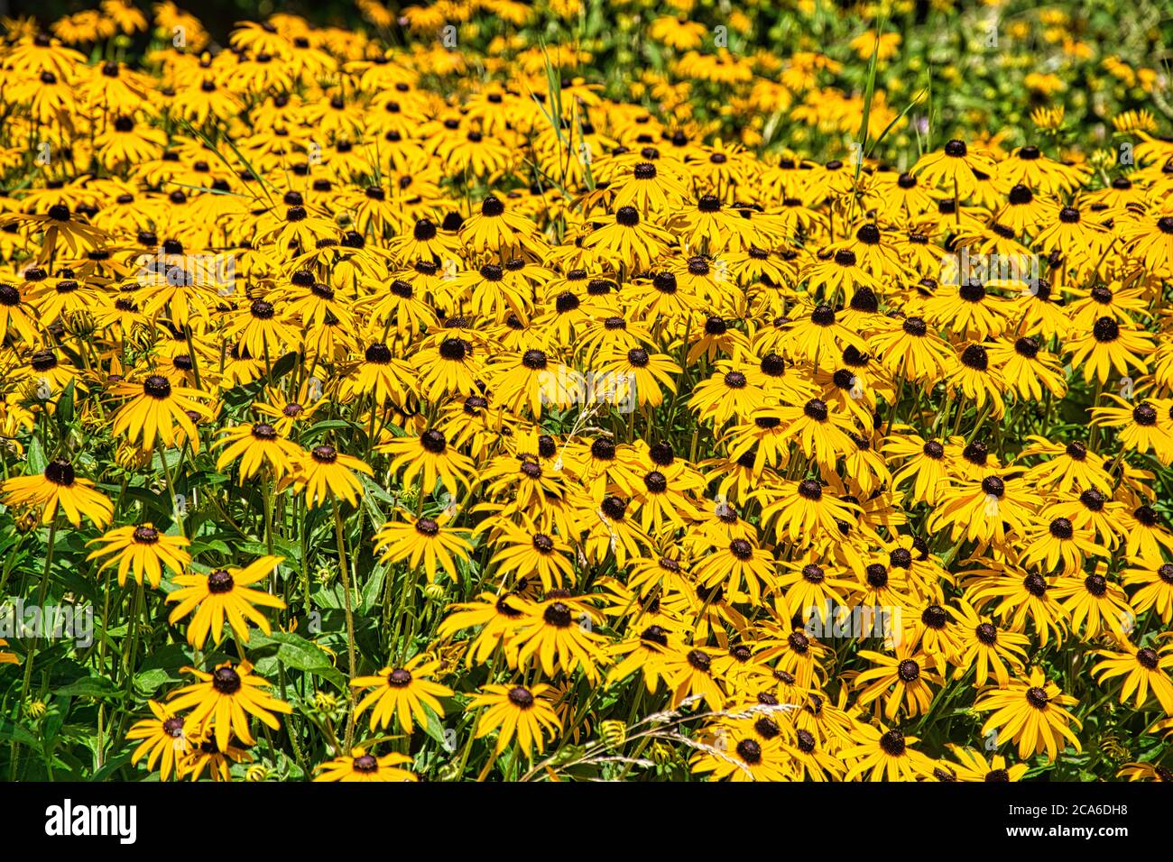 Yellow kalendula flowers in the park Stock Photo - Alamy