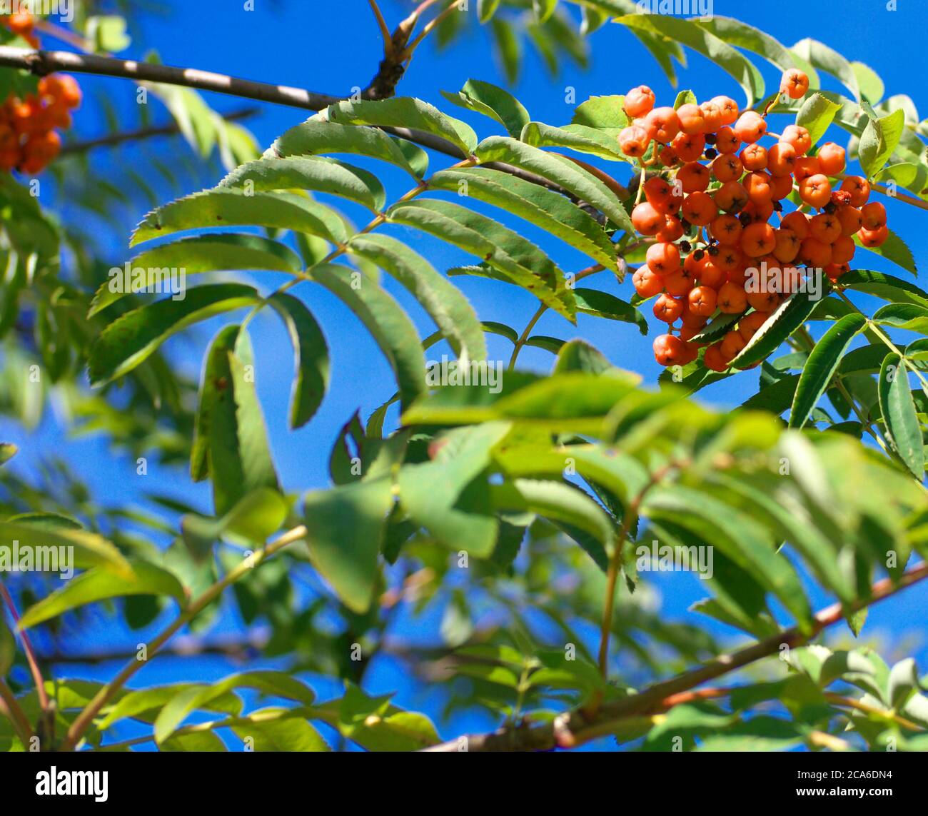 ashberry at dry sunny summer day Stock Photo - Alamy