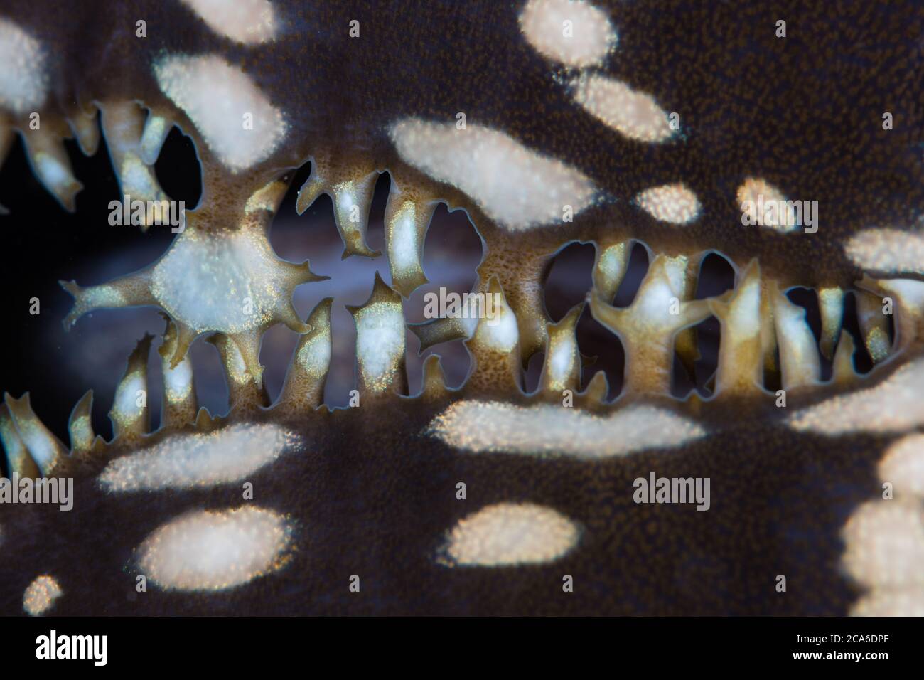Clam ocean hi-res stock photography and images - Alamy