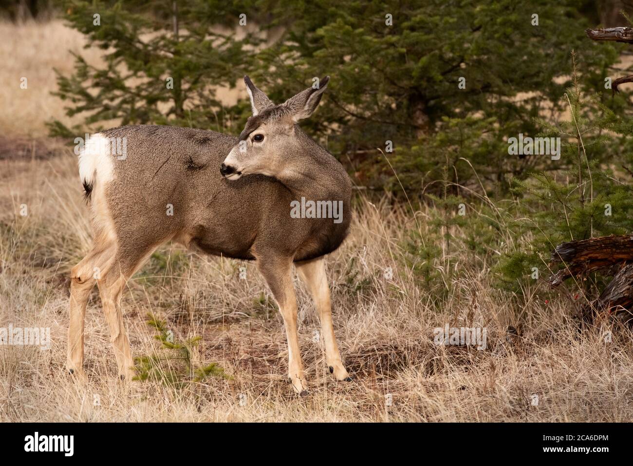 Mule Deer, Jasper National Park, Canada Stock Photo - Alamy