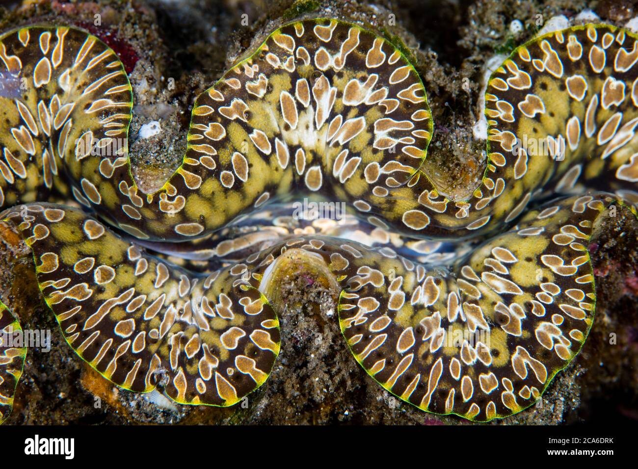 Detail of the mantle of a giant clam growing on a coral reef in ...
