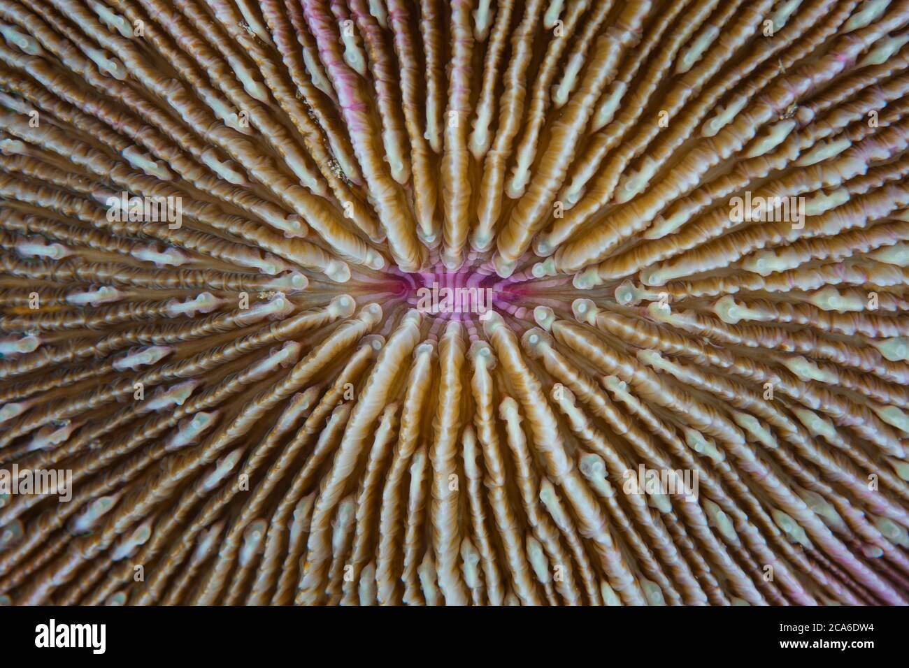 Detail of a mushroom coral, Fungia sp., growing on a coral reef in ...