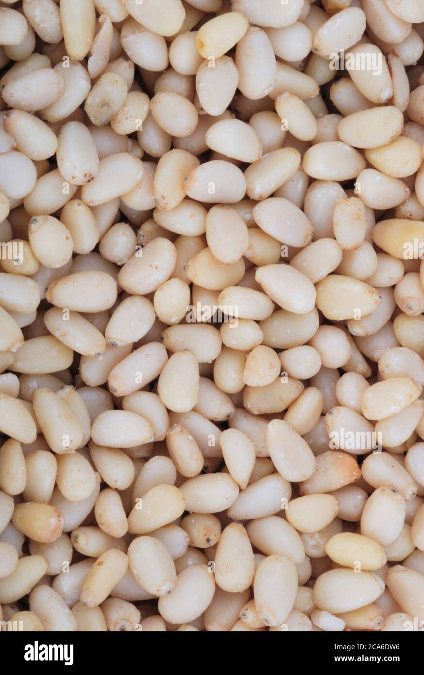 many cedar nut at day Stock Photo - Alamy