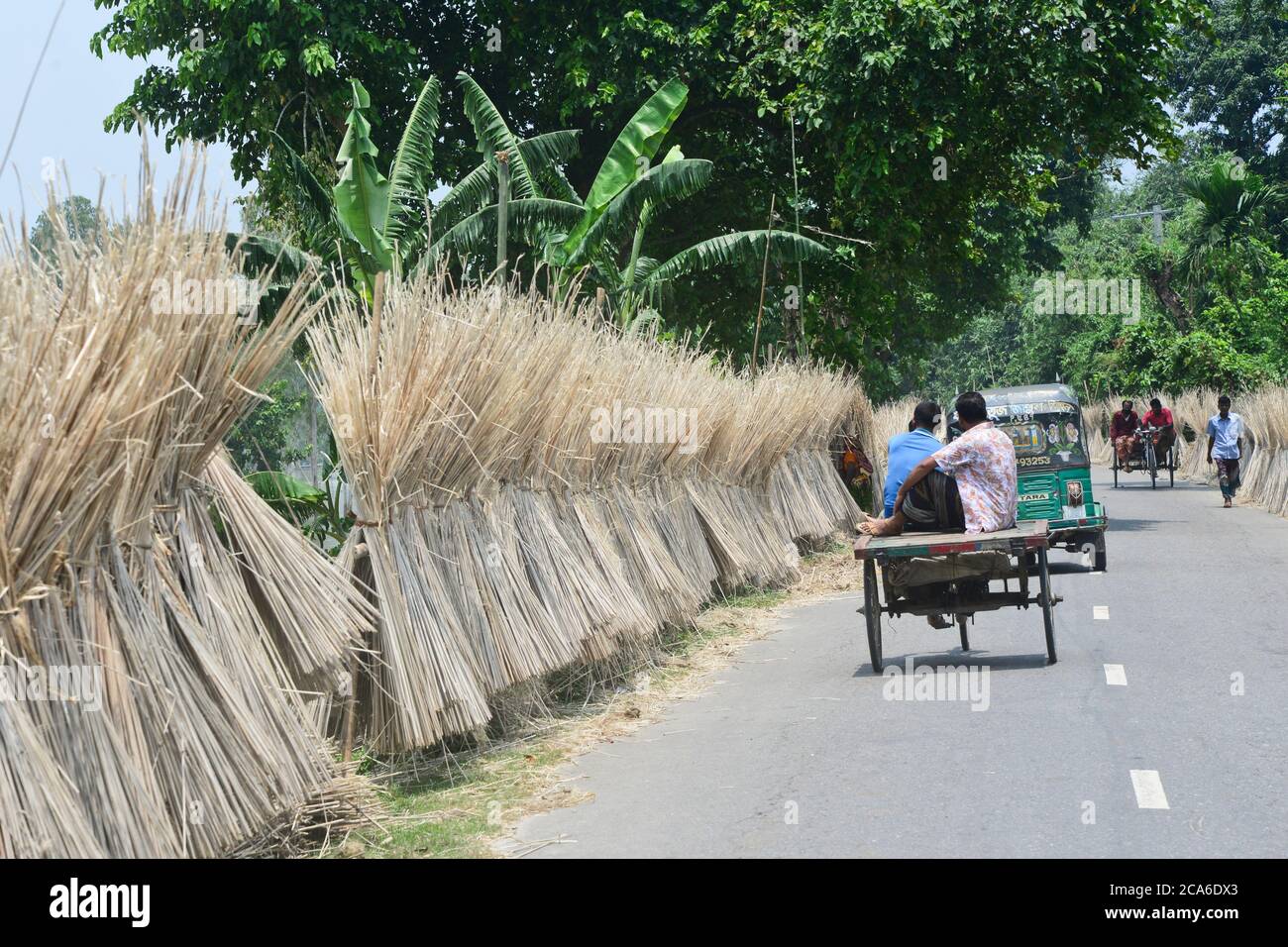 Jute stick seen dries under the sun in Jamalpur Districtc outstrikt of ...