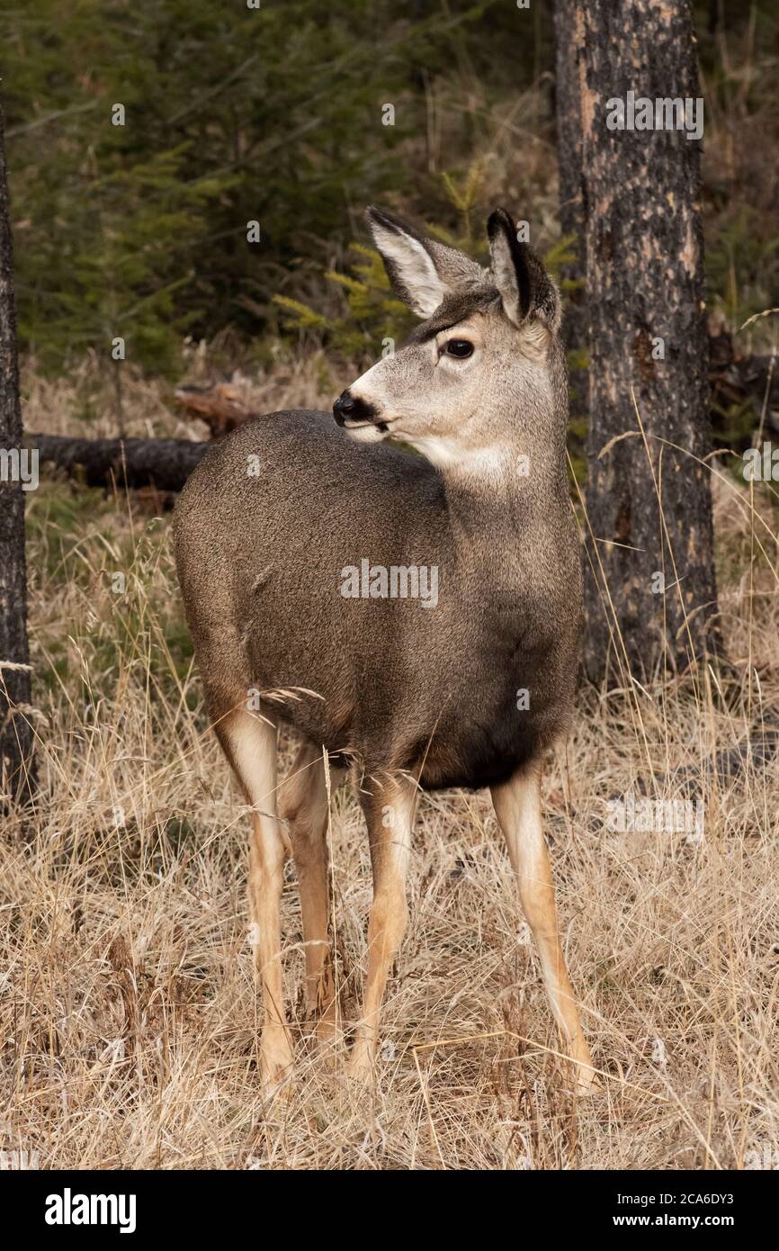 Mule Deer, Jasper National Park, Canada Stock Photo - Alamy